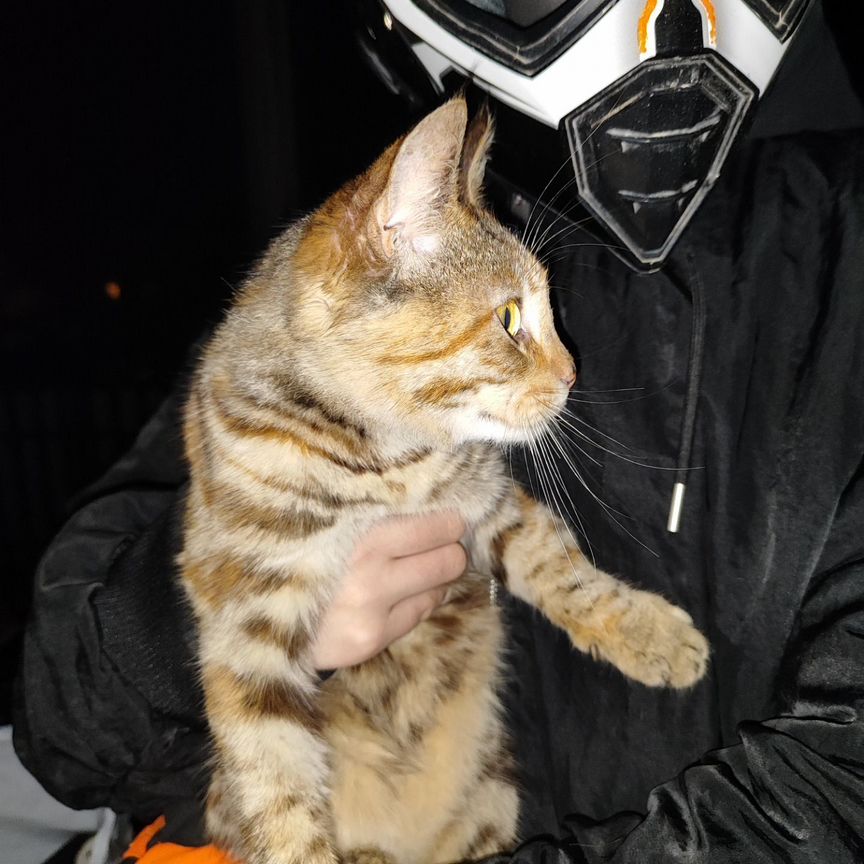 Кошечка с улицы