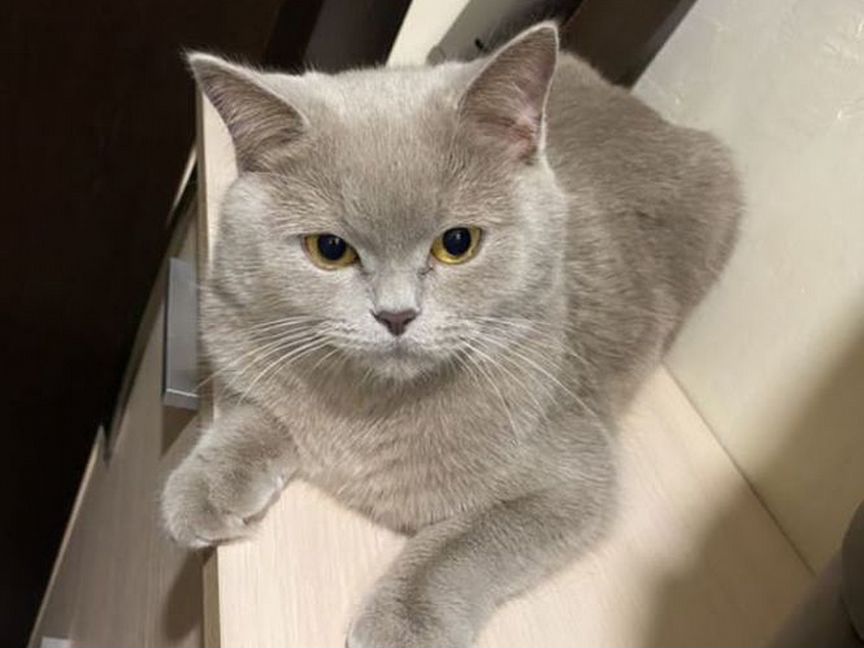 Нашли кошку