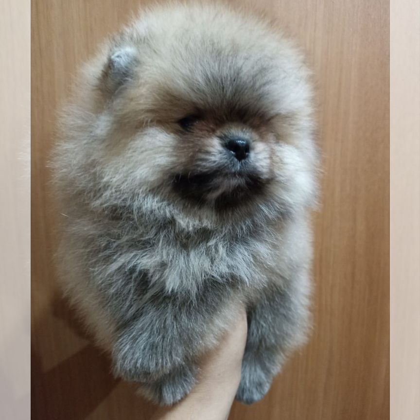 Померанский шпиц, щенок