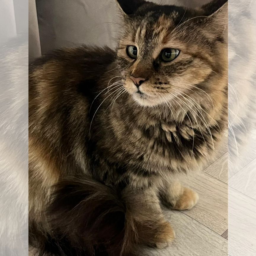 Мейн-кун, взрослая кошка