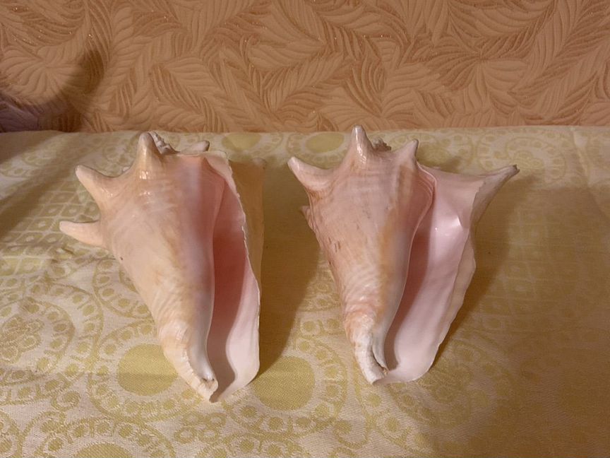 Ракушка морская большая