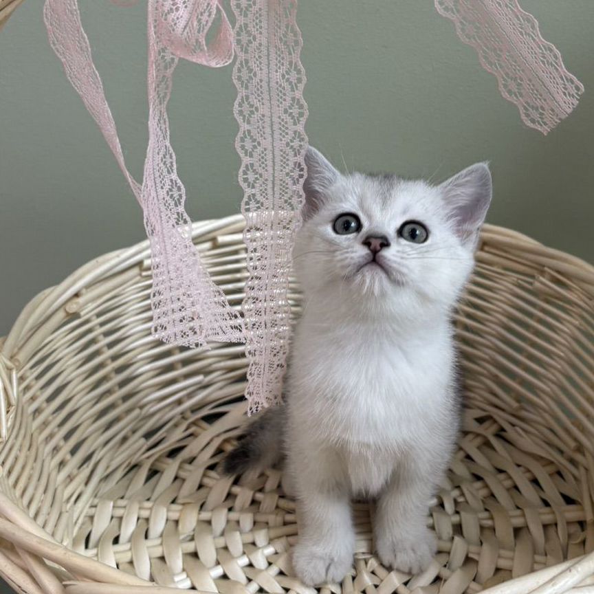 Британский короткошёрстный котёнок