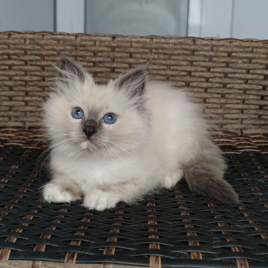 Мальчик блю миттед, рэгдолл