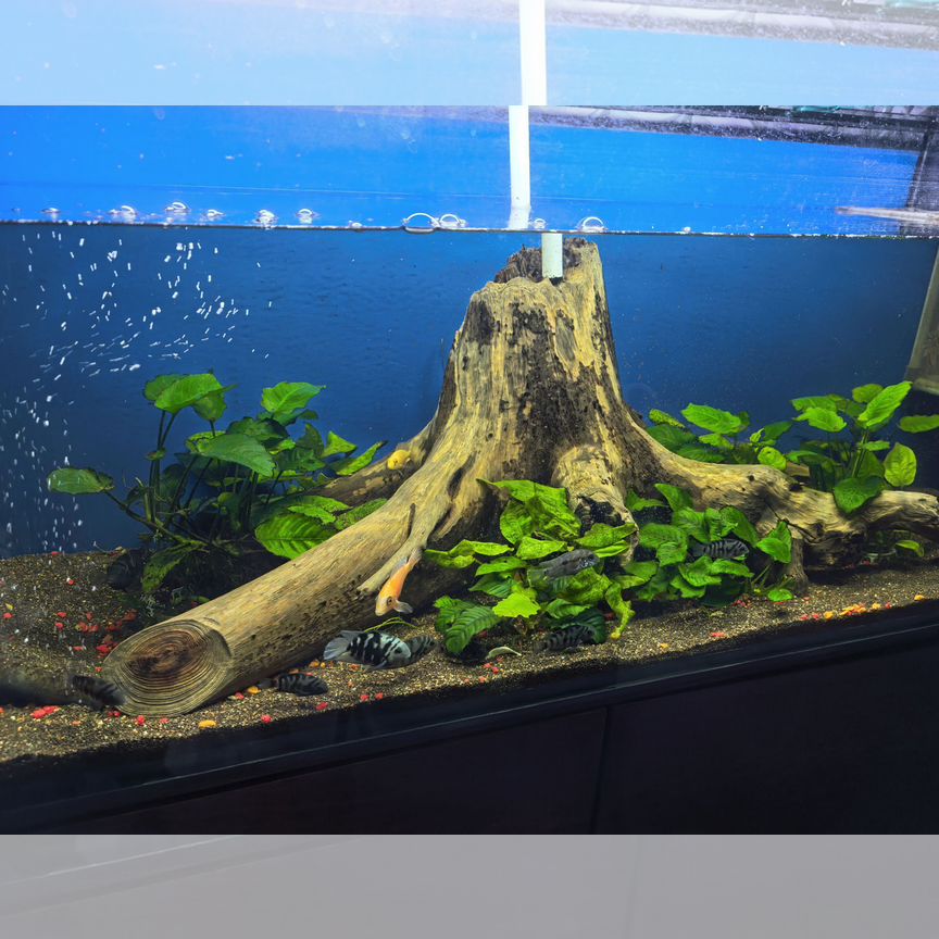 Аквариум
