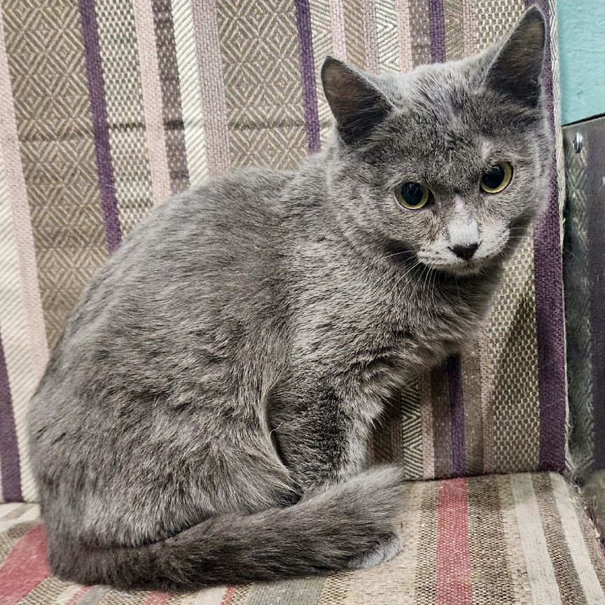 Котенок 4-5 месяцев