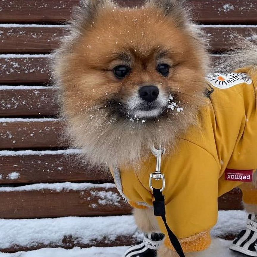 Зимний комбинезон для собак