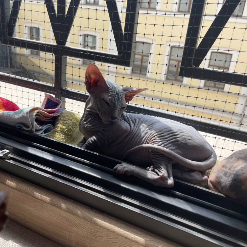 Донской сфинкс котята