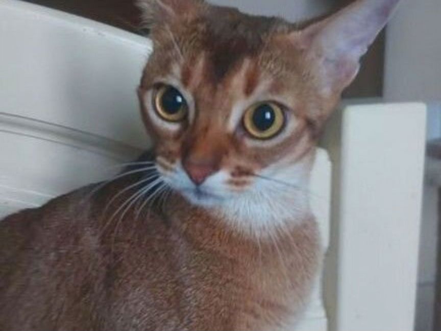 Абиссинская кошка отдам