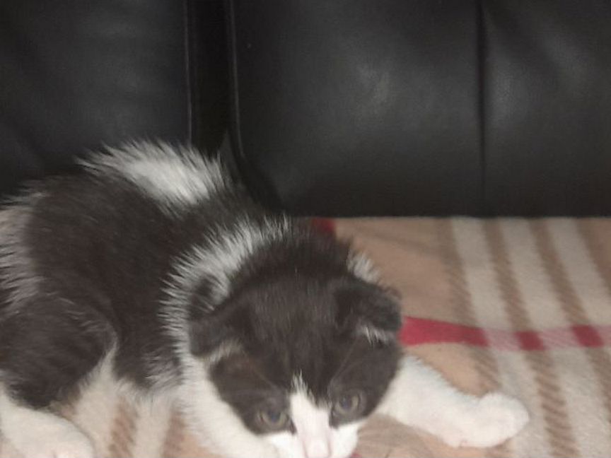 Черный котенок вислоухий