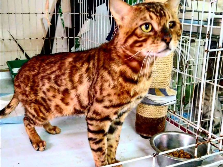 Особенный малыш, мальчик, бенгал, ищет семью