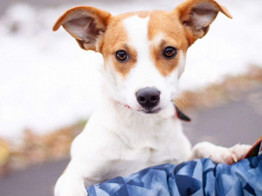 Джек Рассел терьер метис в добрые руки