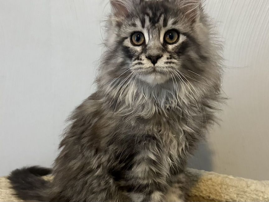 Кошечка мэйн-кун из питомника