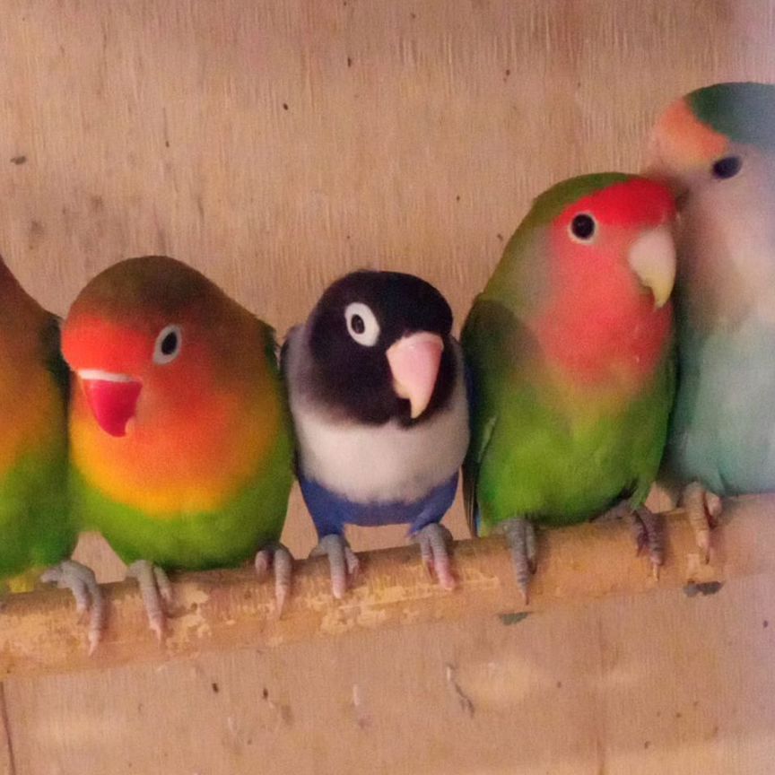 Попугай неразлучники