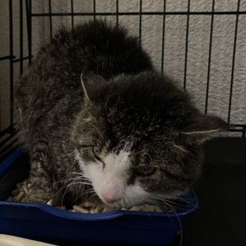 Добрый Котик много зла пережил. Ищет дом