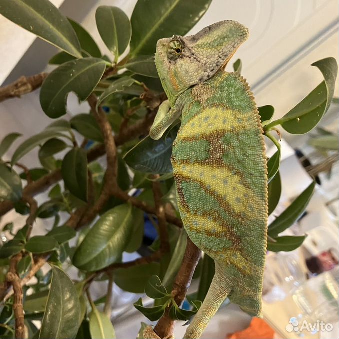 Йеменский хамелон самка и два самца
