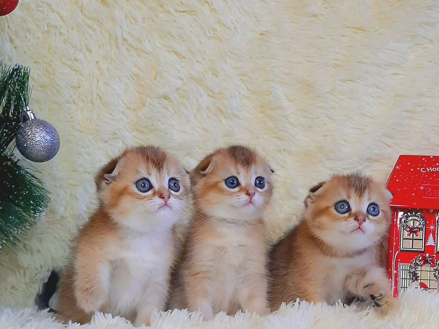 Шотландские котята