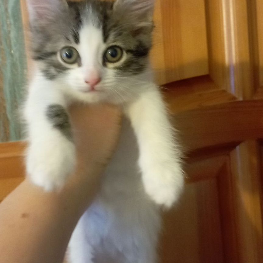 Котенок бесплатно в добрые руки