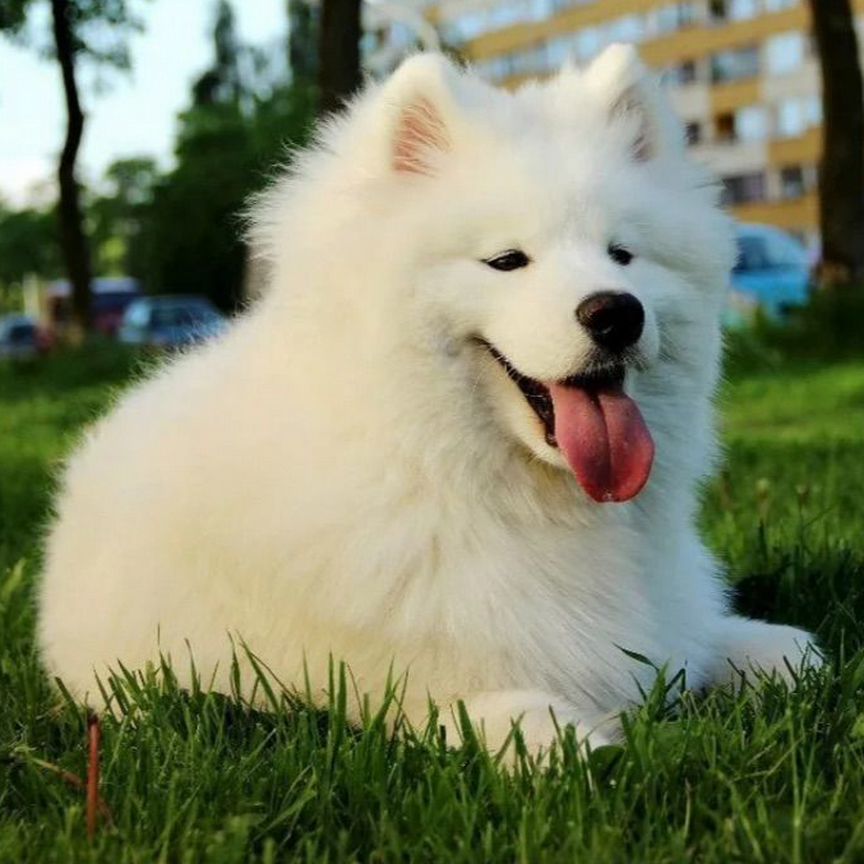 Самоедская лайка