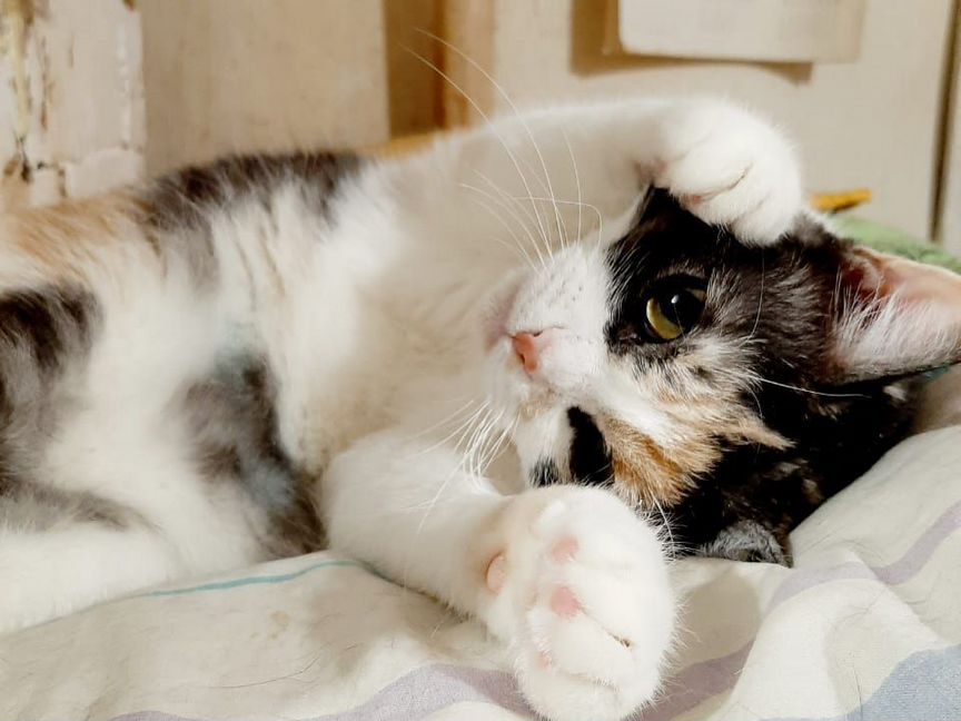 Сьюзи ищет дом