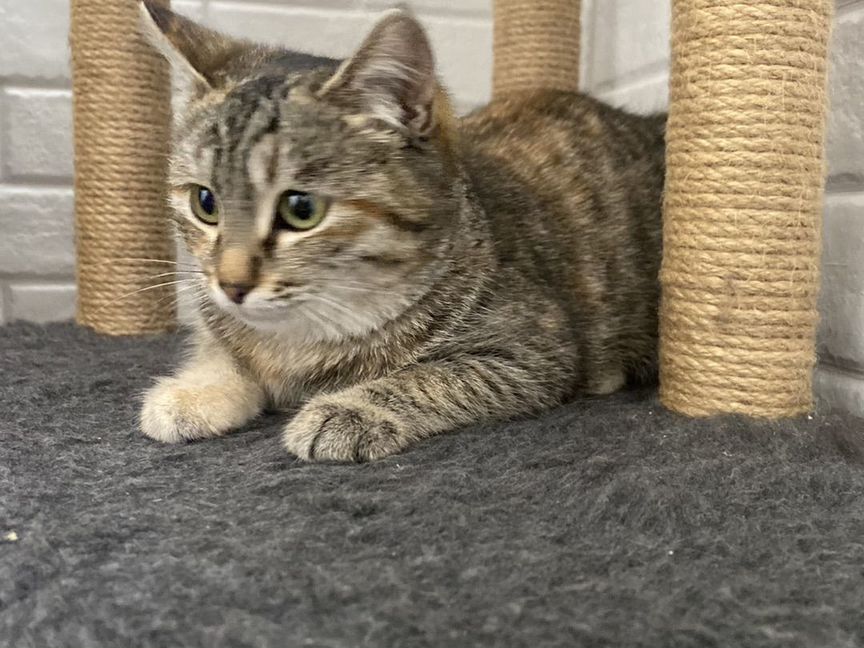 Котенок кошечка 4 мес