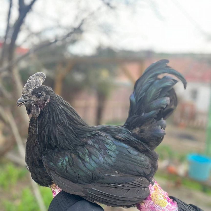 Петух