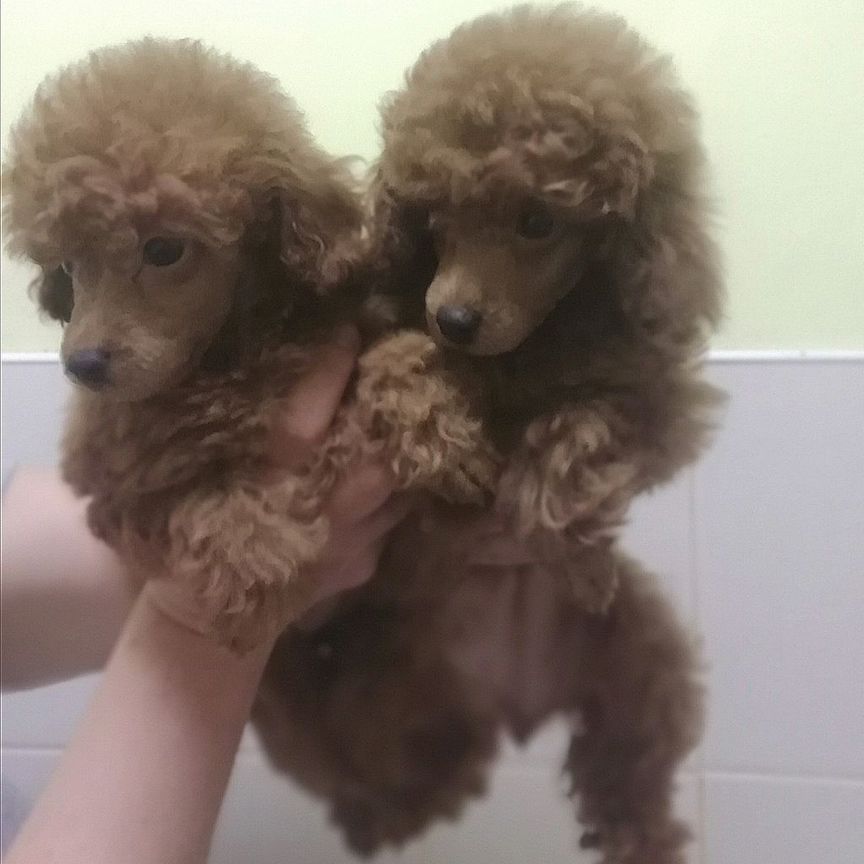 Карликовый пудель, щенок