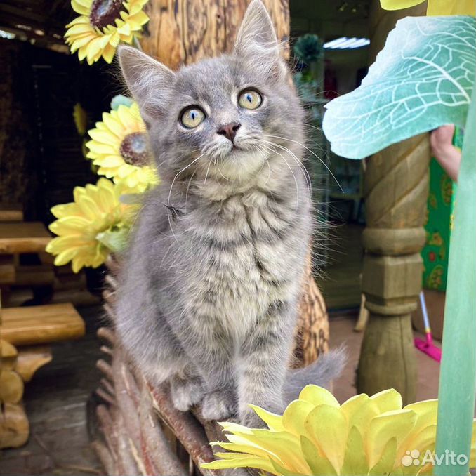 Котята ждут мам и пап