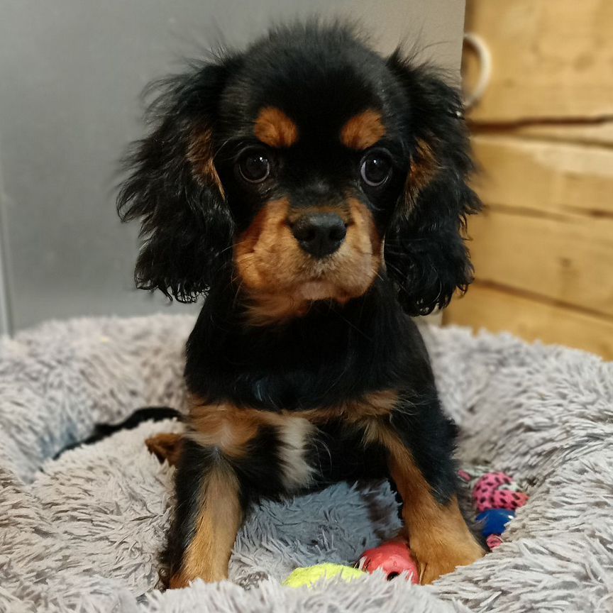 Кавалер кинг-чарльз-спаниель, щенок