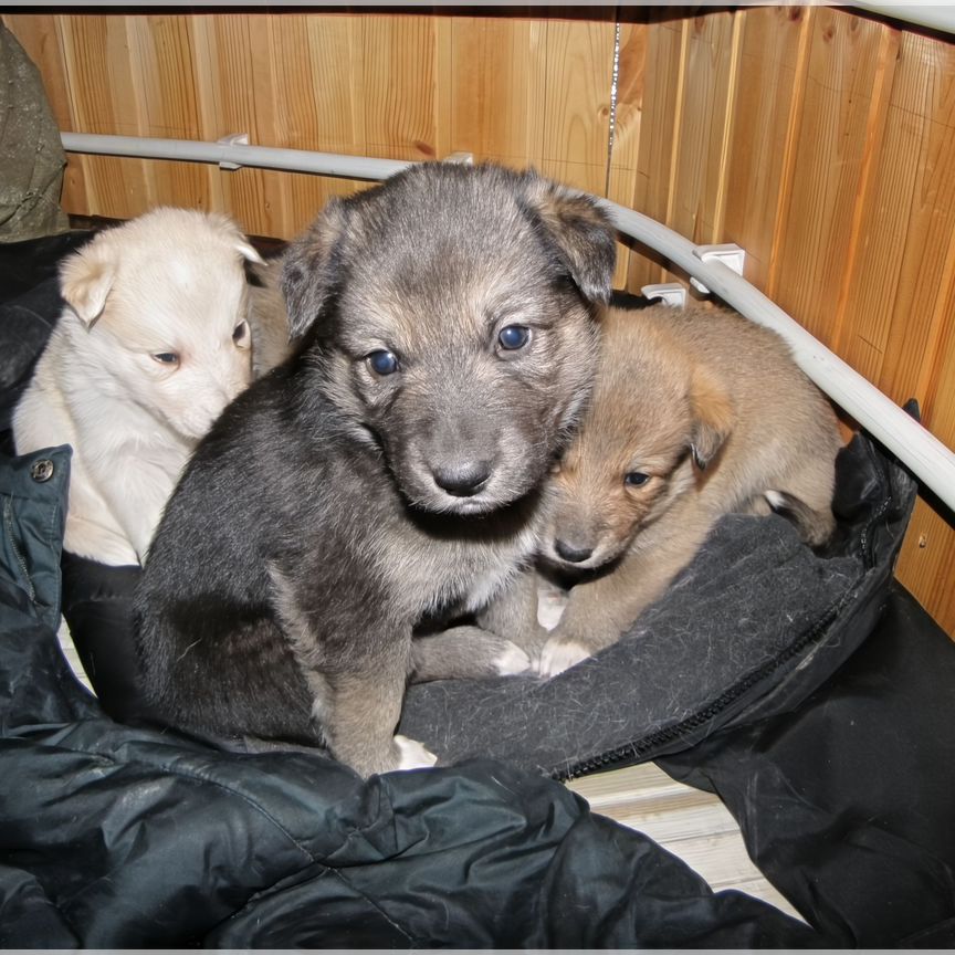 Щенок в добрые руки