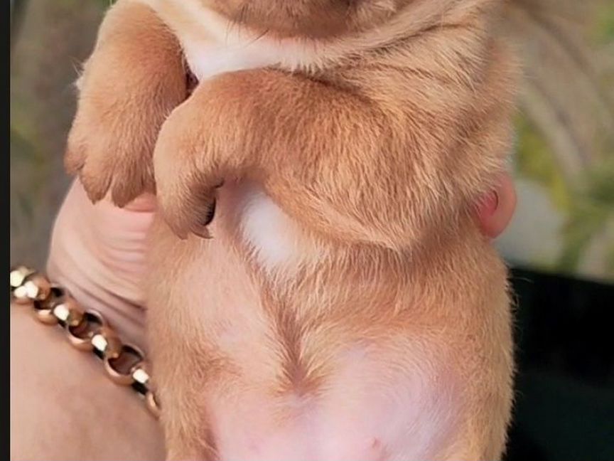 Ярко рыжая обезьянка Чихуахуа