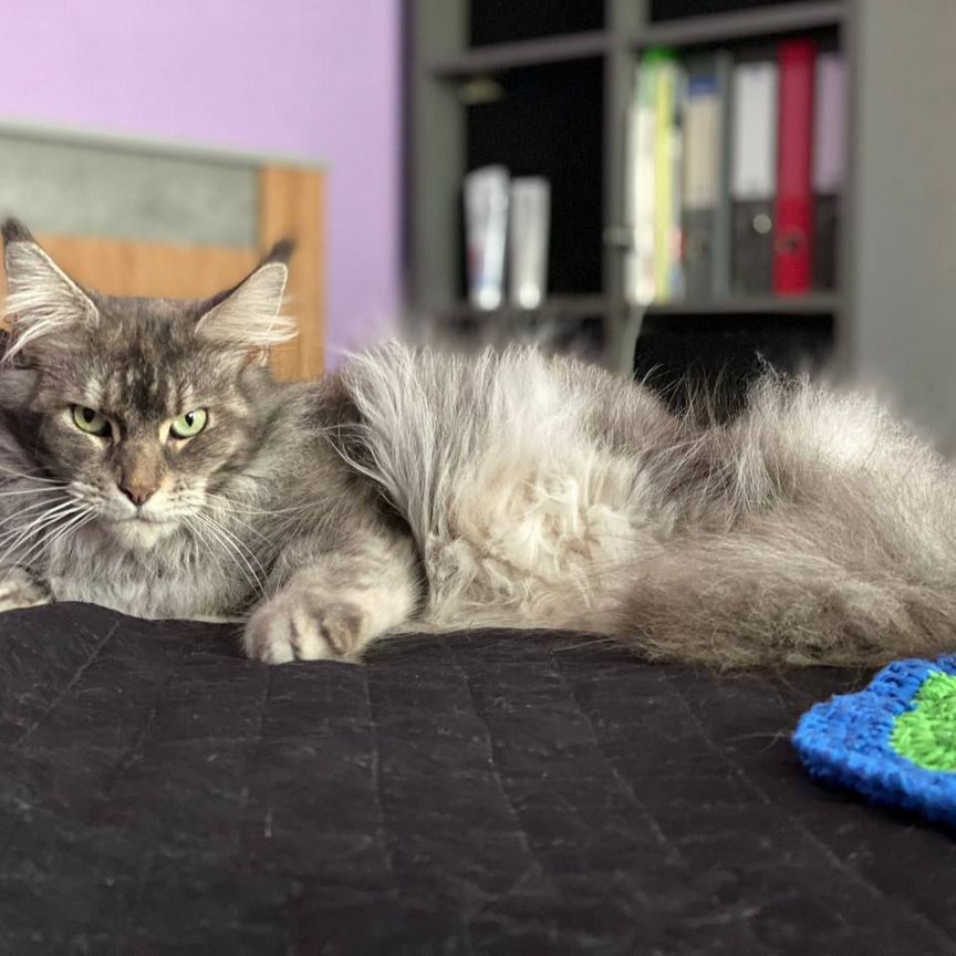 Метис мейн-кун в добрые руки бесплатно