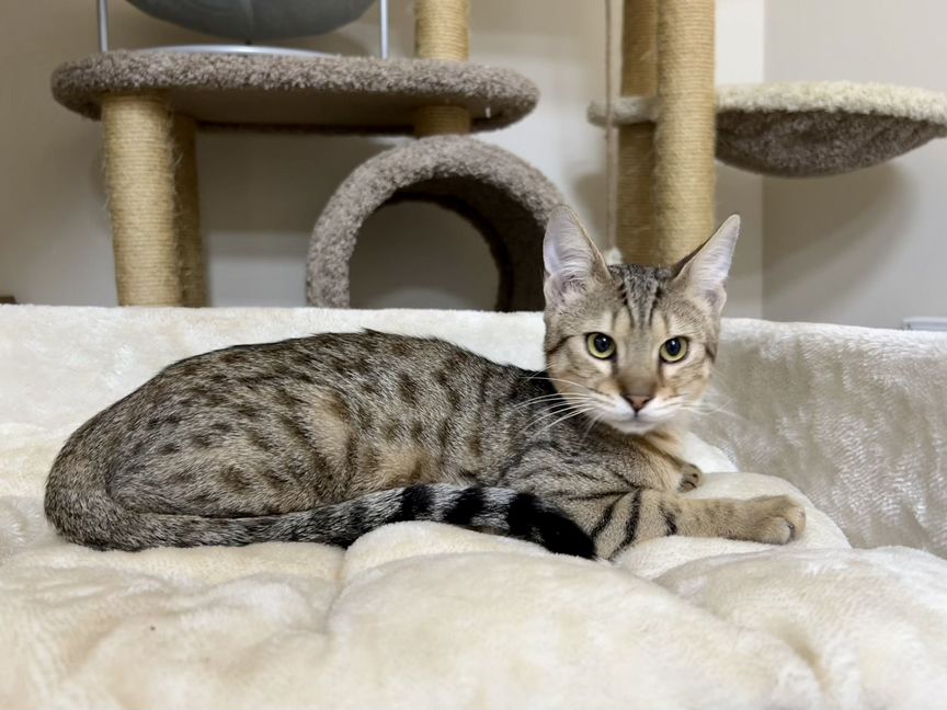 Саванна котик Грэгори