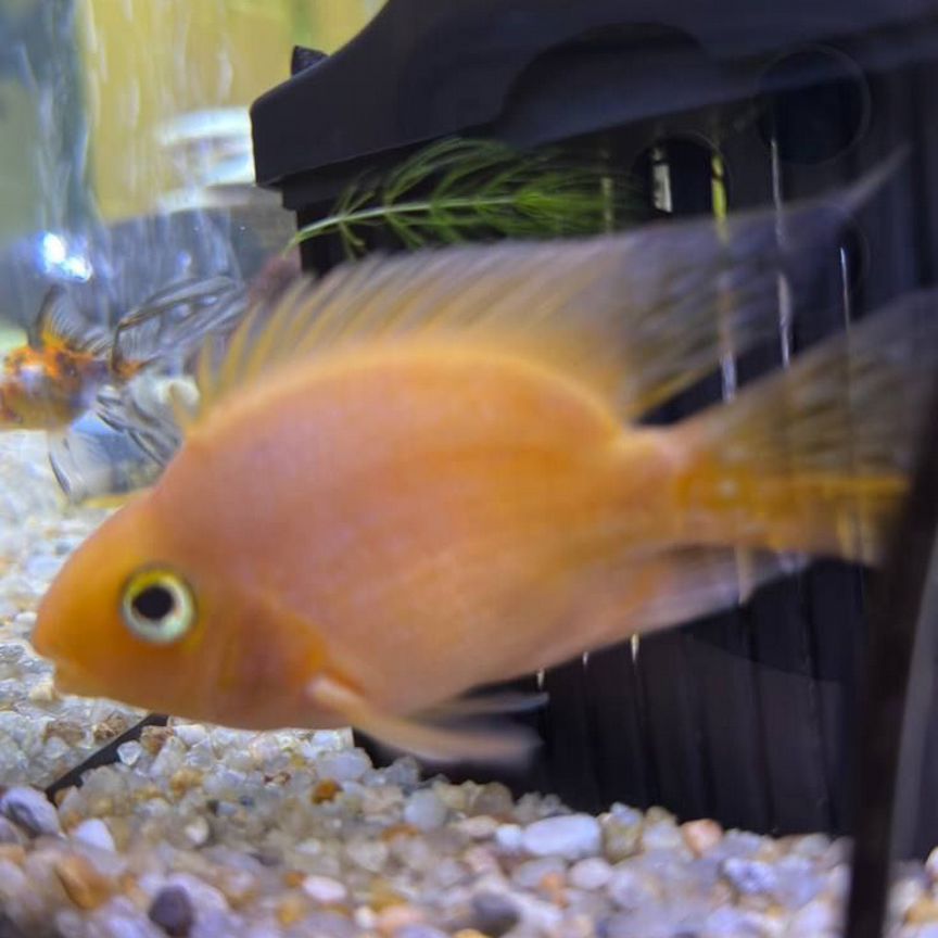 Рыба попугай