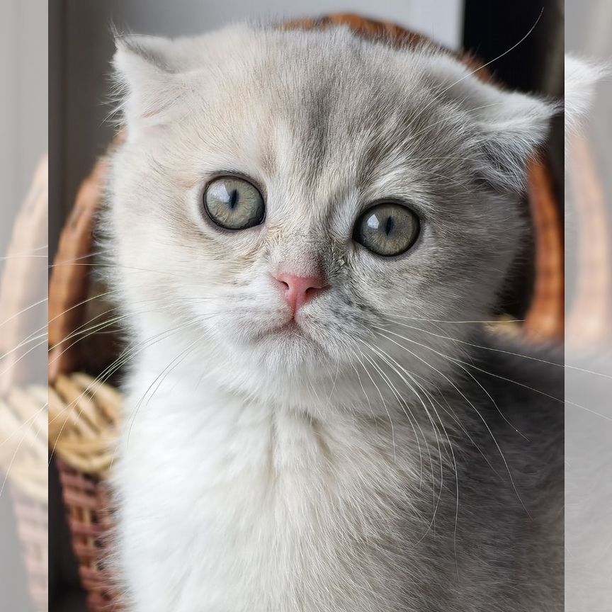 Шотландский вислоухий короткошёрстный котёнок