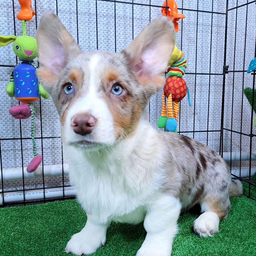 Вельш Корги Кардиган, щенок