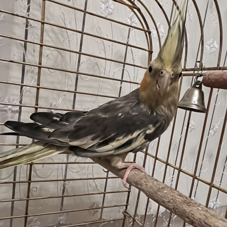 Попугай корелла девочка