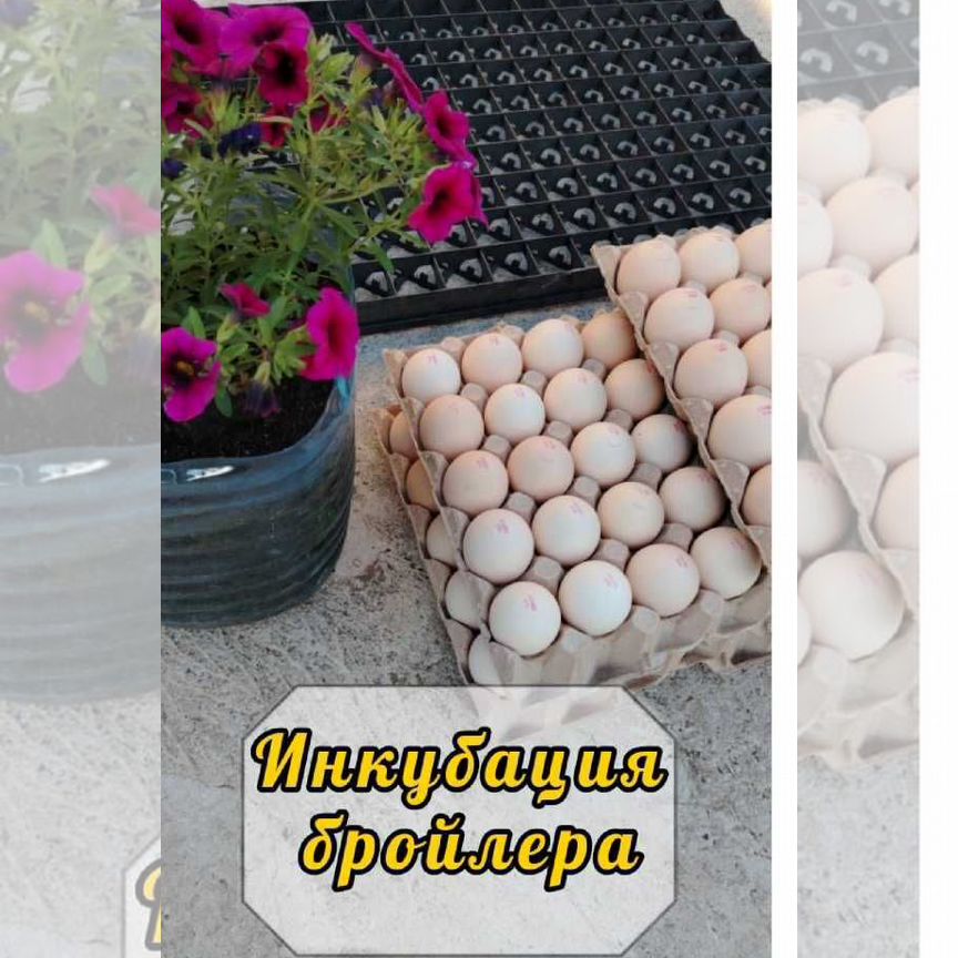 Инкубационное яйцо бройлера Кобб 500 Чехия