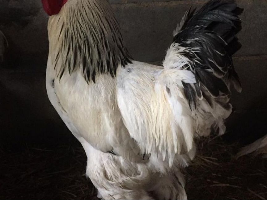 Цыплята брама колумбийская, Индюшата белой широког