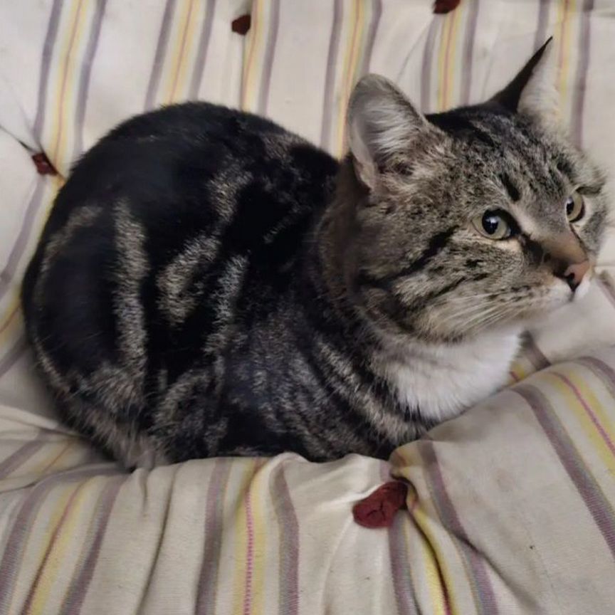 Шотландский прямоухий короткошёрстный, взрослый кот