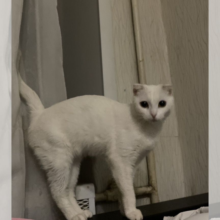 Шотландская вислоухая короткошёрстная, взрослая кошка