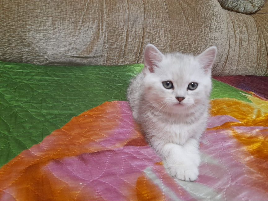 Шотландская