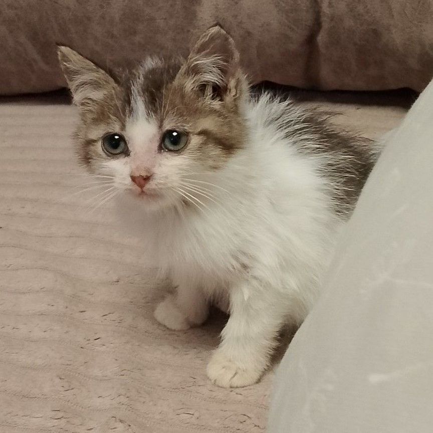 Котёнок, девочка, 2мес