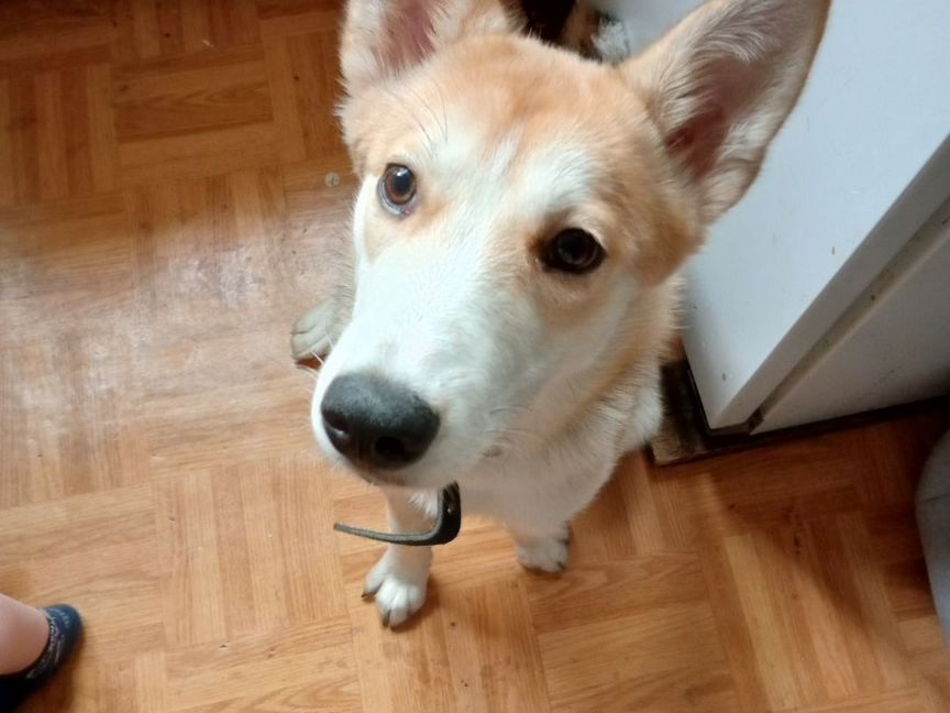 Собака хаски 6-7 месяцев