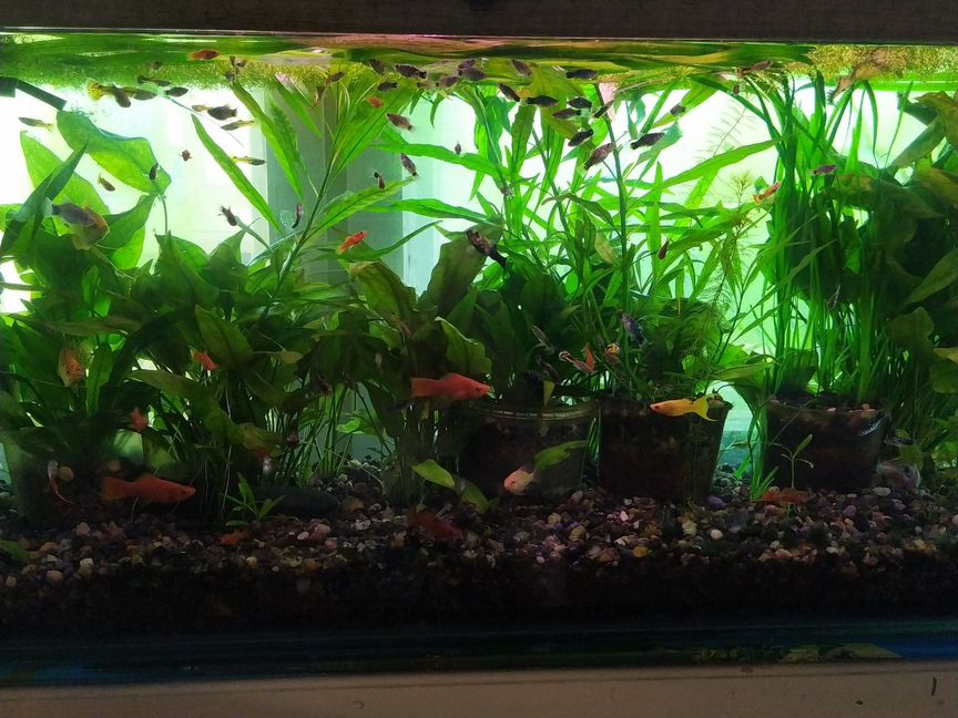 Продам Аква рыб и растения