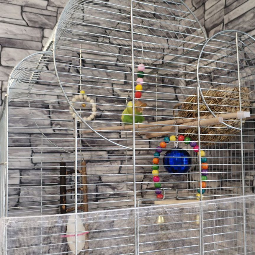 Волнистый попугай