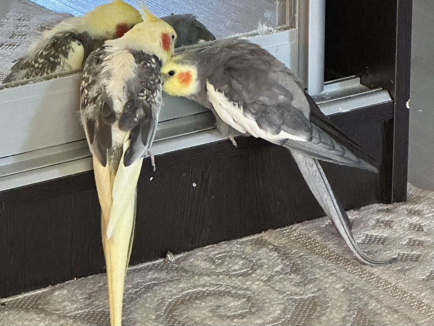 Попугай корелла пара