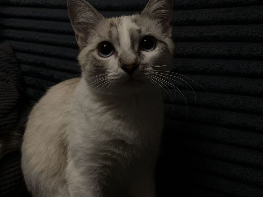 Котенок в добрые руки