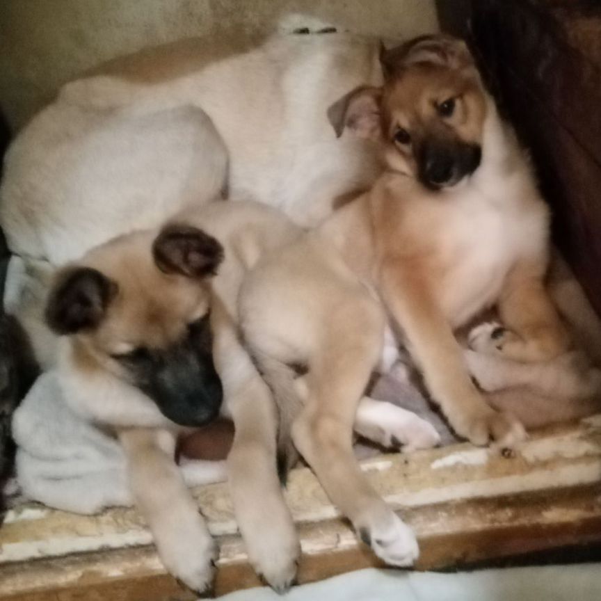 Восточноевропейская овчарка, щенок