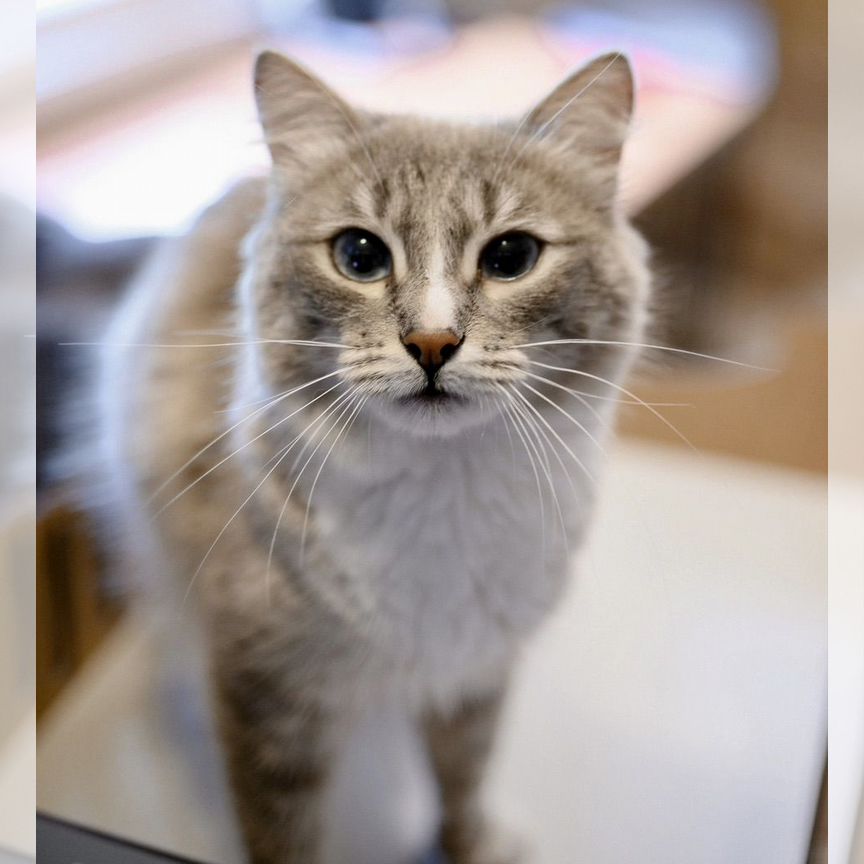 Кошечка Пушинка ищет дом