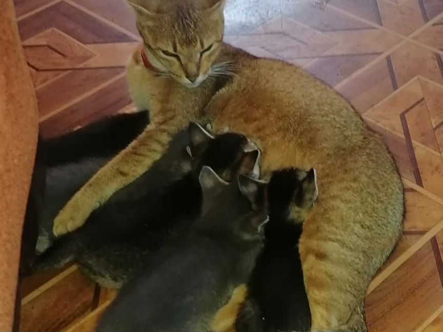 Абиссинская